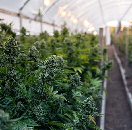 Cannabis Extraction Chillers | North Slope Chillers
